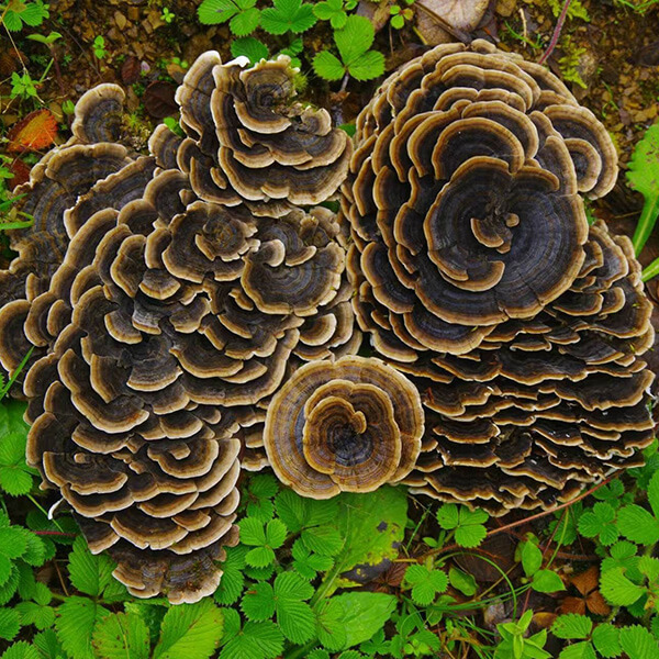 News - Why Choose Organic Coriolus Versicolor Extract for Wellness?